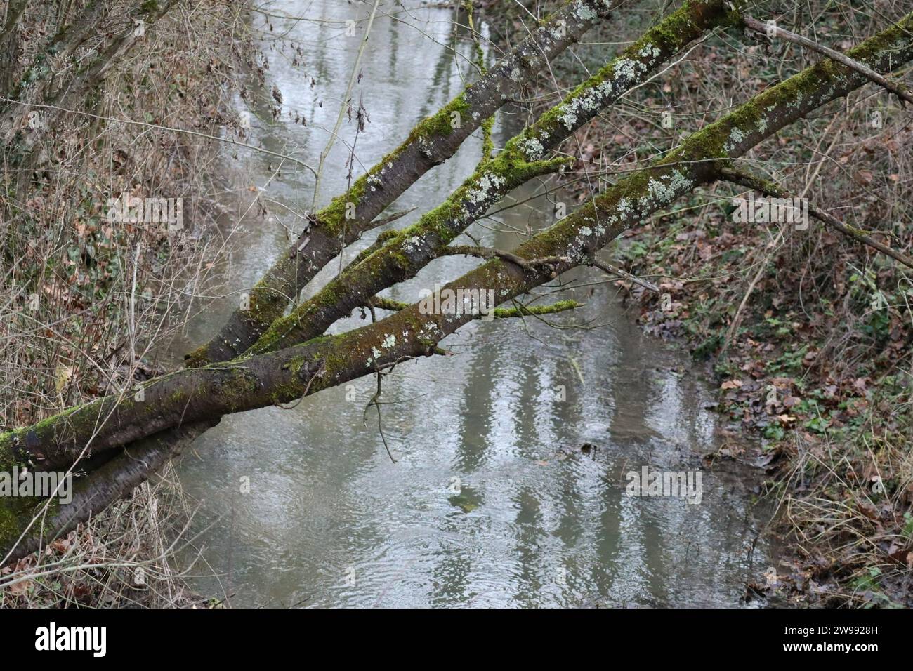 three decrepit Cherry trees hold together Stock Photo - Alamy
