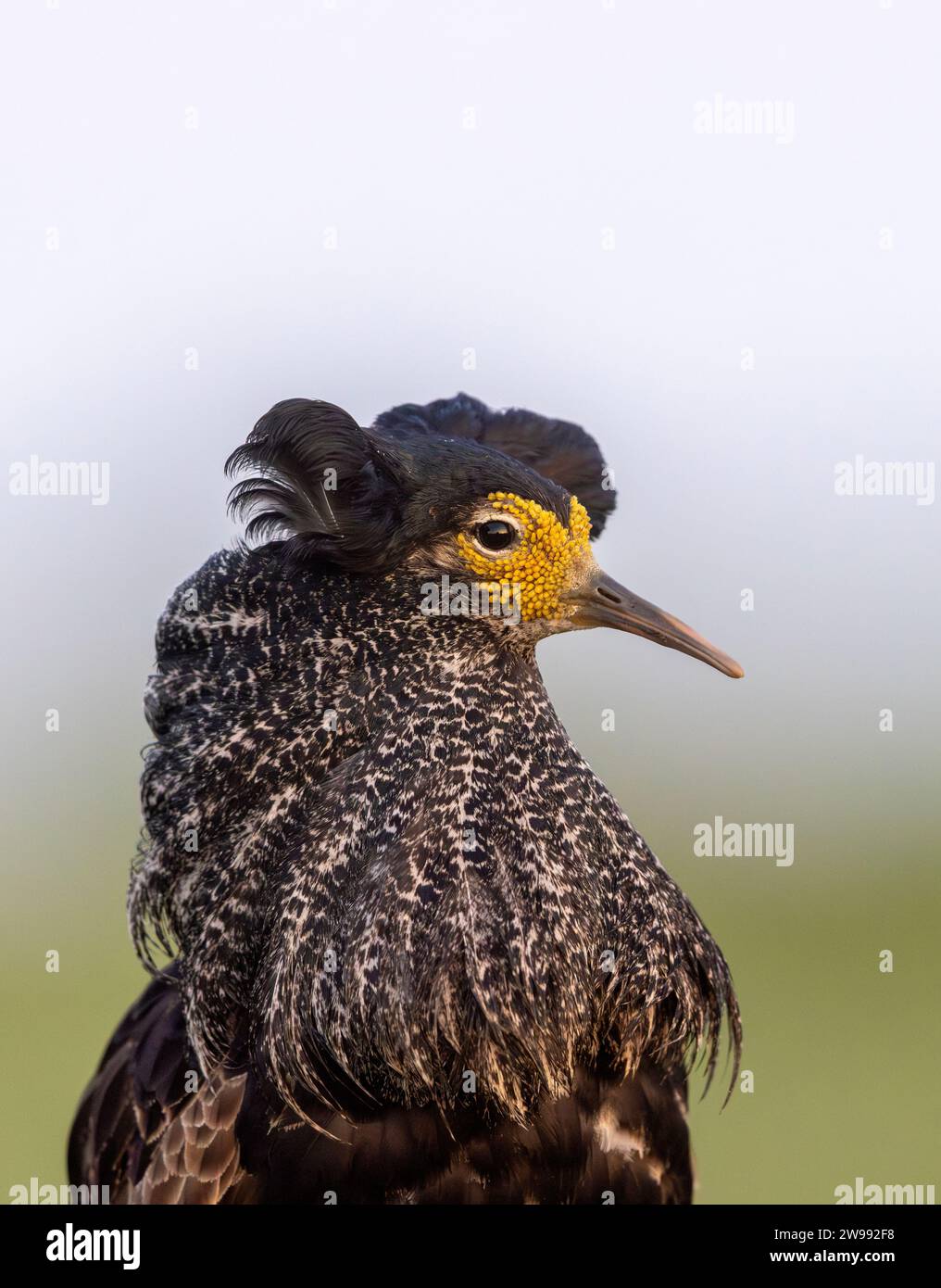 Dark ruff hi-res stock photography and images - Alamy