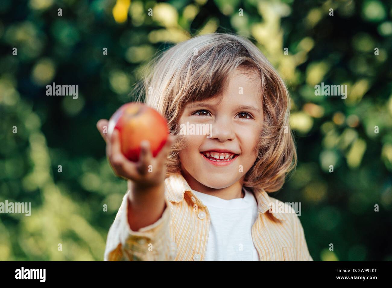 Little child proposing, gives apple to camera. Boy in orchard.Son in ...