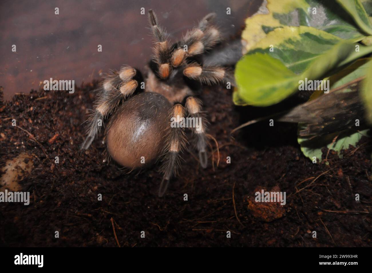 spider, terrarium, spider with chicks, tarantula, tarantulas, spiders ...