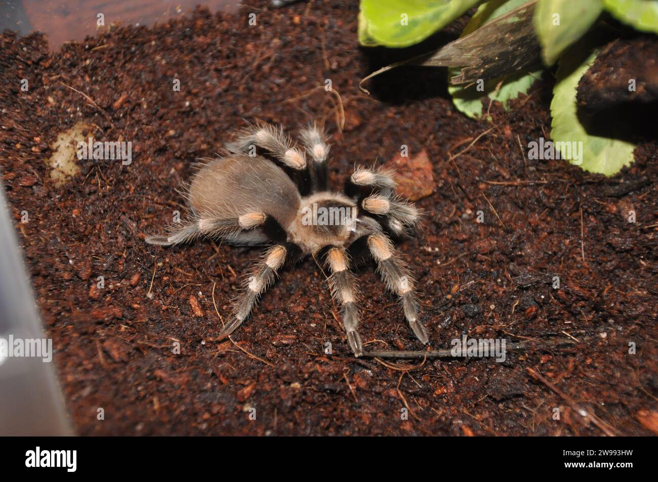 spider, terrarium, spider with chicks, tarantula, tarantulas, spiders ...