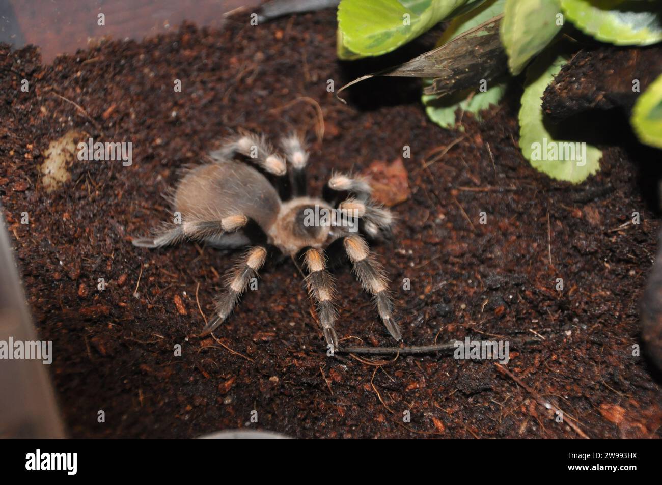 spider, terrarium, spider with chicks, tarantula, tarantulas, spiders ...