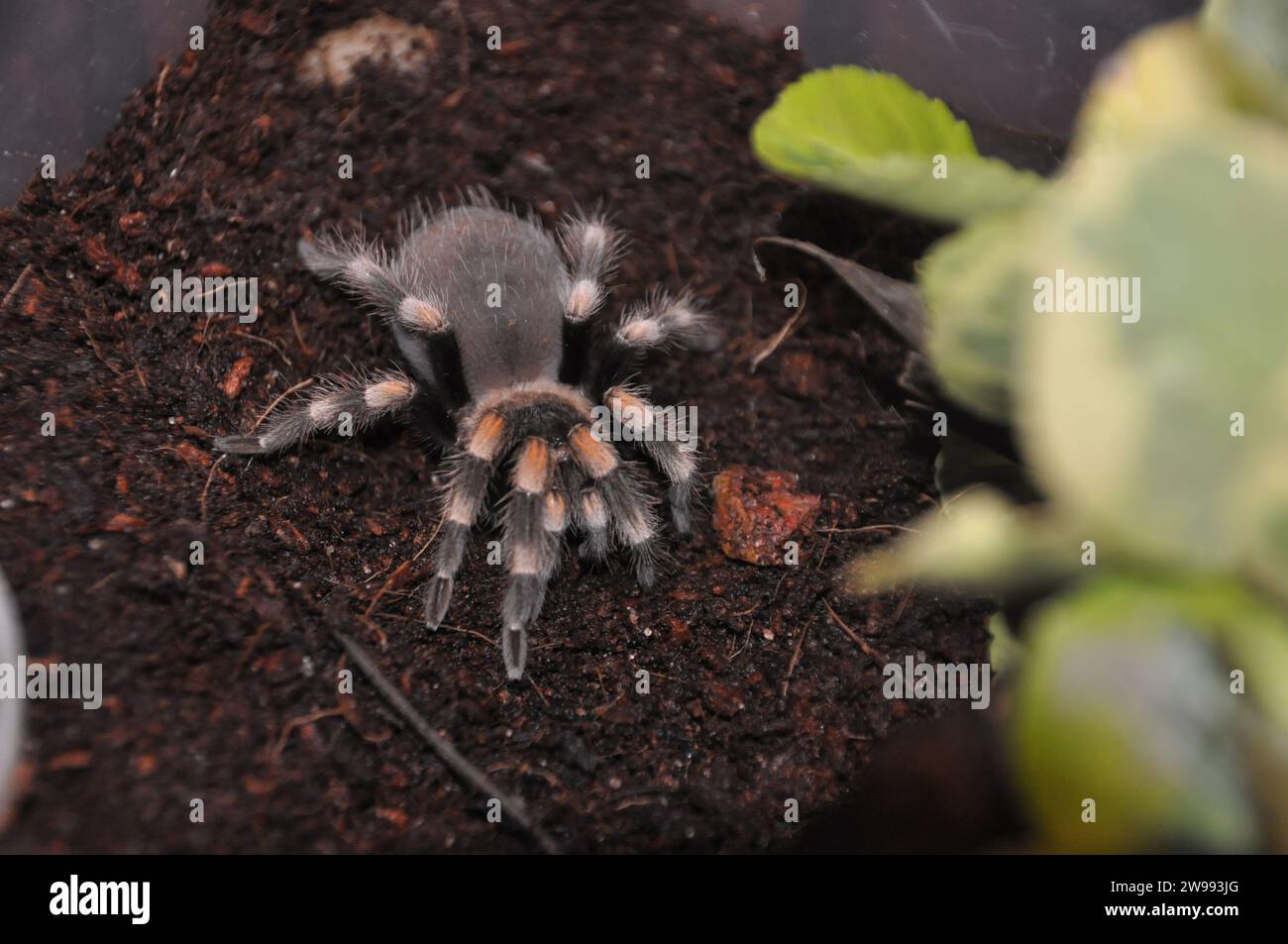 spider, terrarium, spider with chicks, tarantula, tarantulas, spiders ...