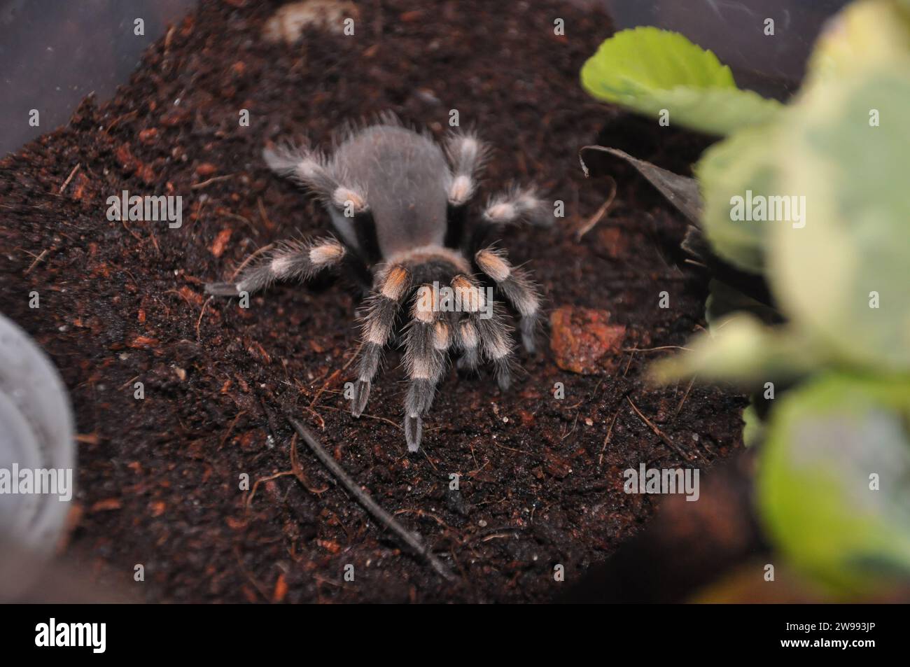 spider, terrarium, spider with chicks, tarantula, tarantulas, spiders ...