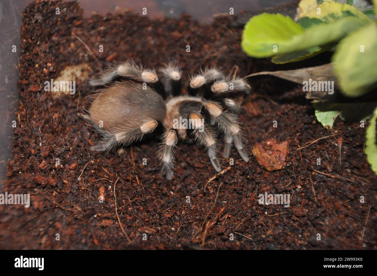 spider, terrarium, spider with chicks, tarantula, tarantulas, spiders ...