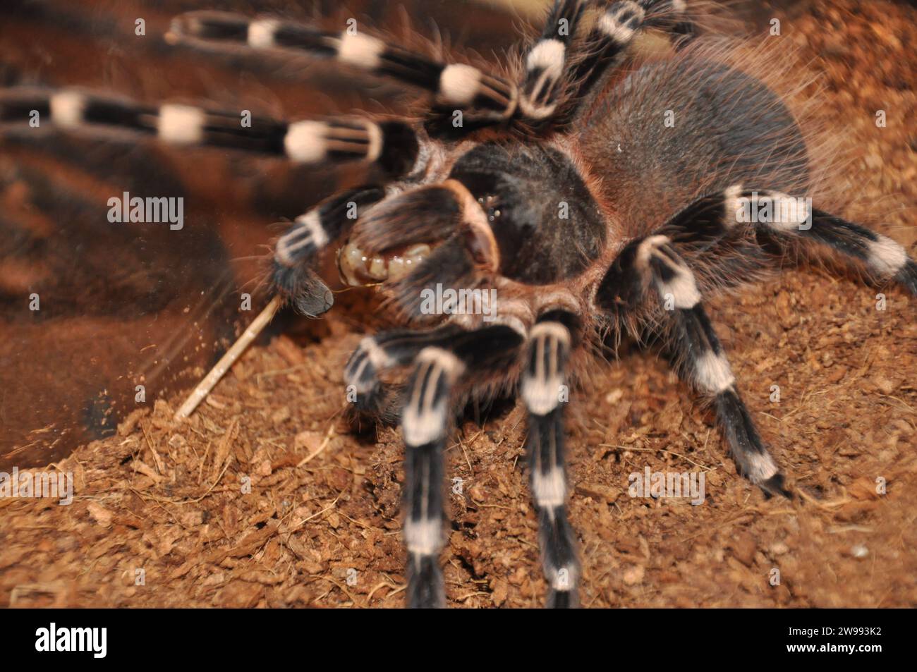 spider, terrarium, spider with chicks, tarantula, tarantulas, spiders ...