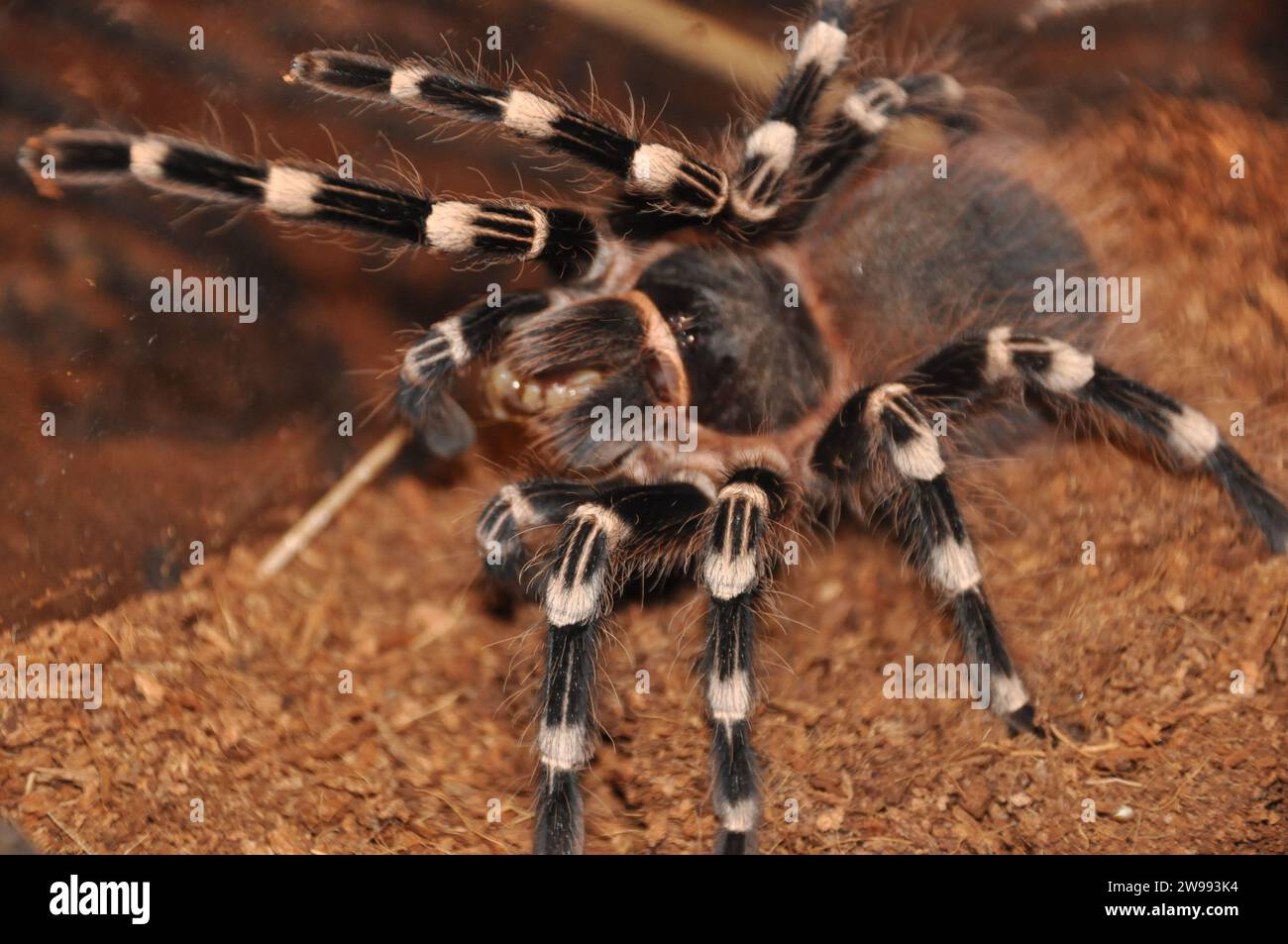spider, terrarium, spider with chicks, tarantula, tarantulas, spiders ...
