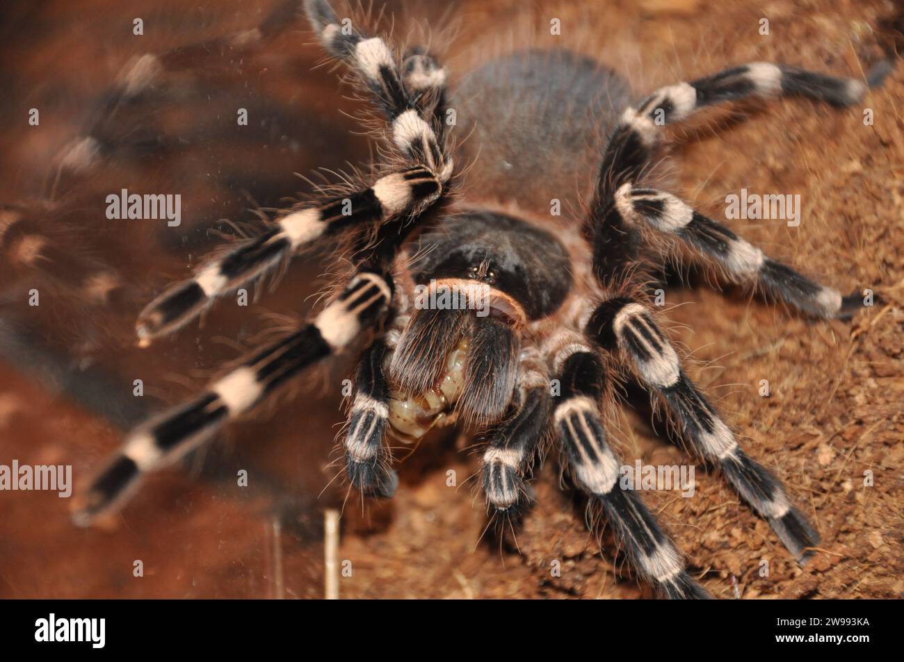 spider, terrarium, spider with chicks, tarantula, tarantulas, spiders ...