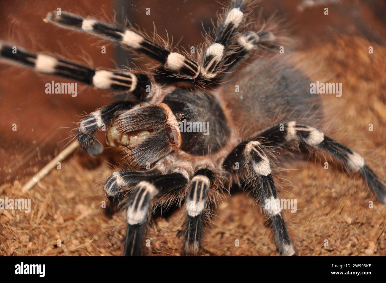 spider, terrarium, spider with chicks, tarantula, tarantulas, spiders ...