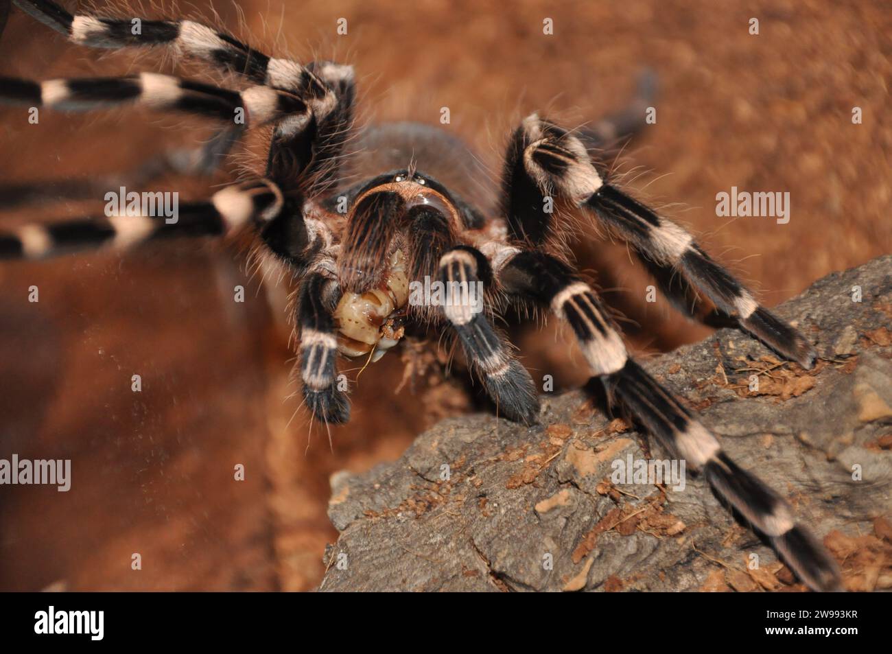 spider, terrarium, spider with chicks, tarantula, tarantulas, spiders ...