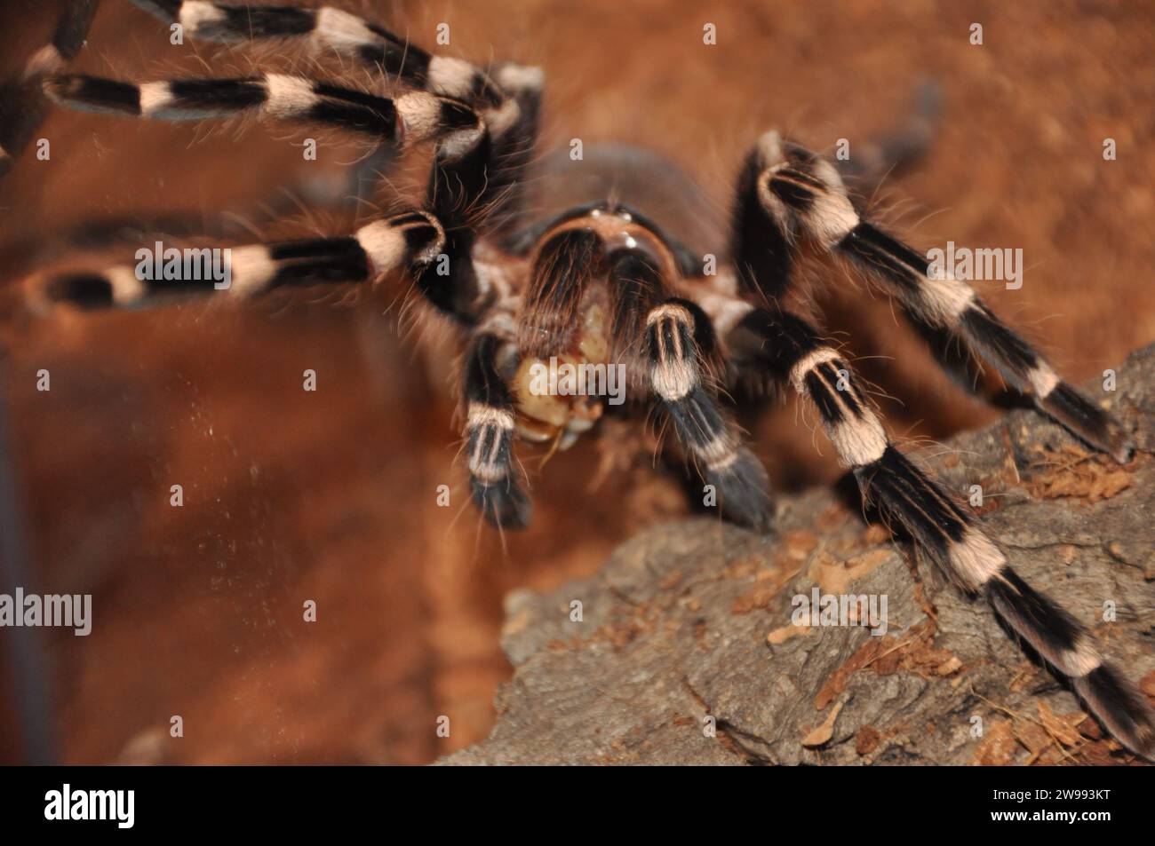 spider, terrarium, spider with chicks, tarantula, tarantulas, spiders ...