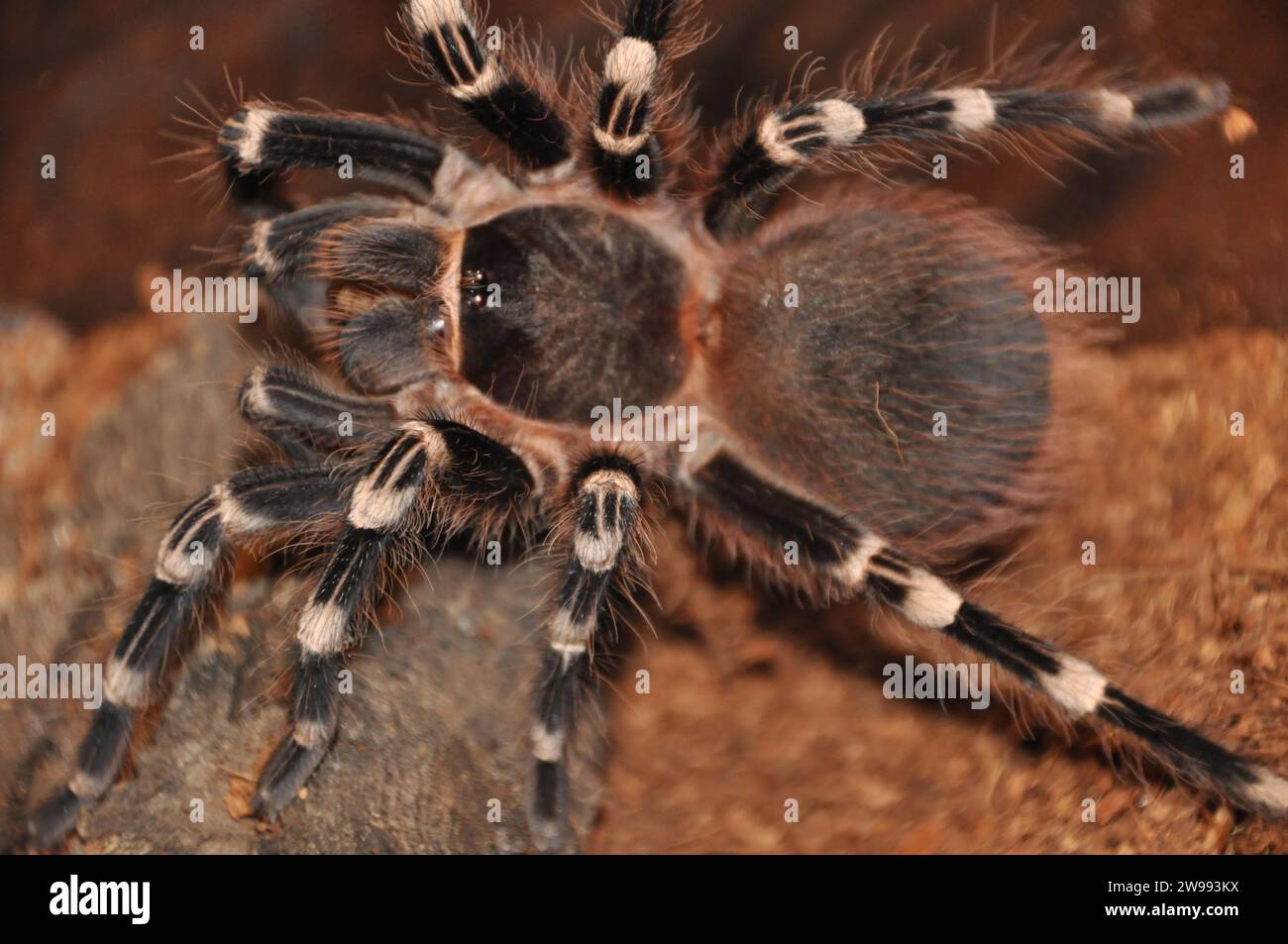 spider, terrarium, spider with chicks, tarantula, tarantulas, spiders ...