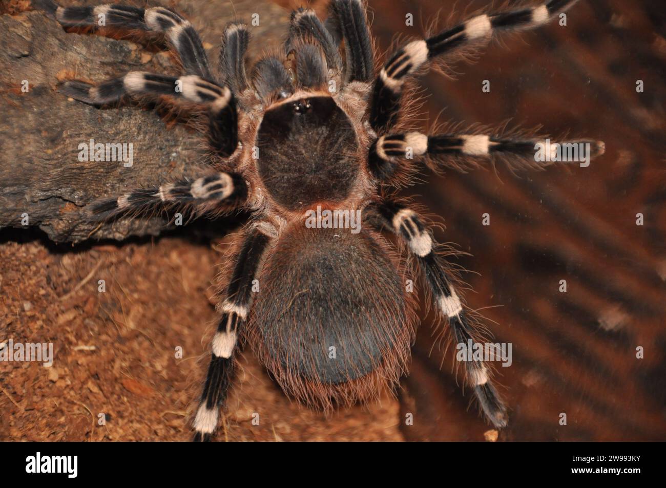 spider, terrarium, spider with chicks, tarantula, tarantulas, spiders ...