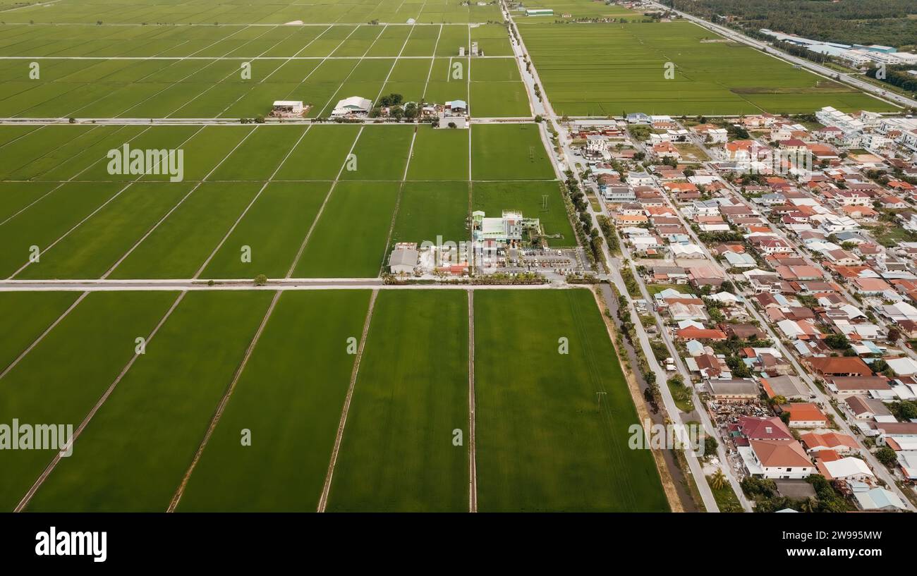 Aerial view of paddy field at Sekinchan, Malaysia. Agriculture ...