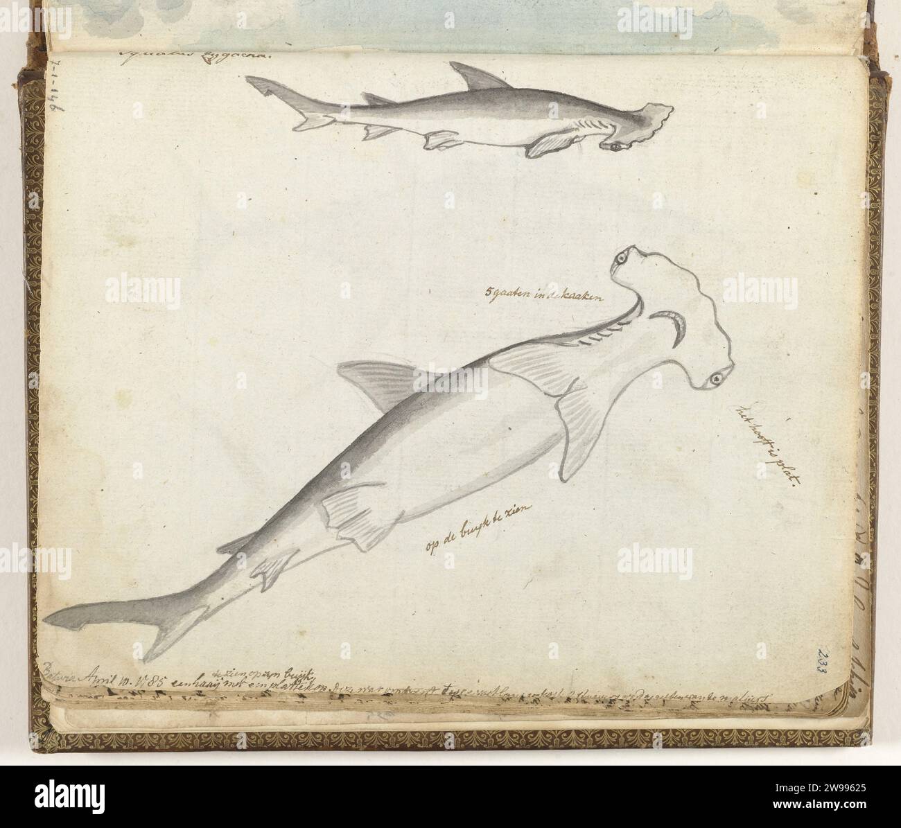 Hamerhaai, Jan Brandes, 1785 drawing Black white drawing of a hammer ...