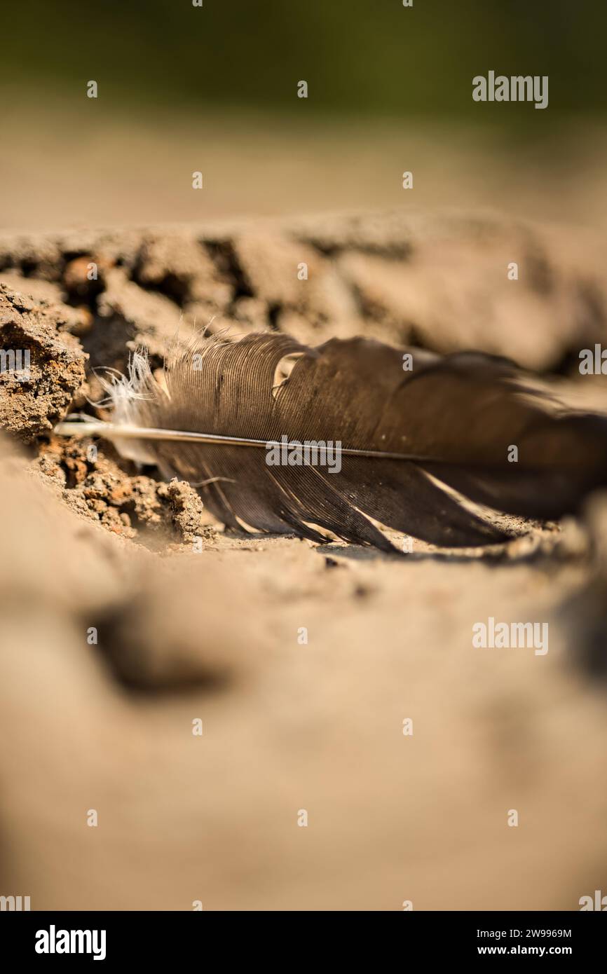 An isolated dark grey feather lies on a sandy beach in bright sunshine ...