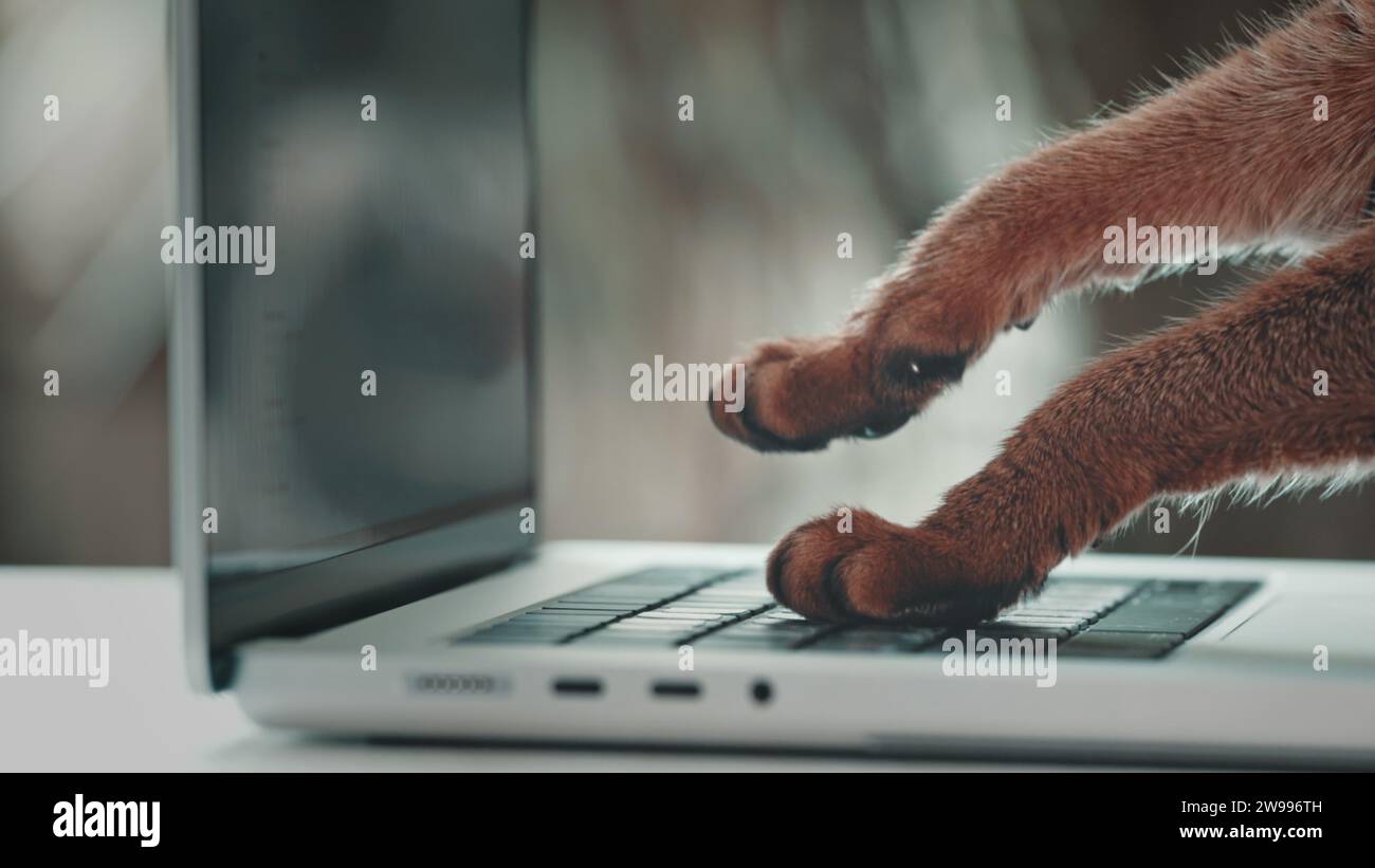 Cat working on computer from home. Cat paws typing, texting or pressing ...