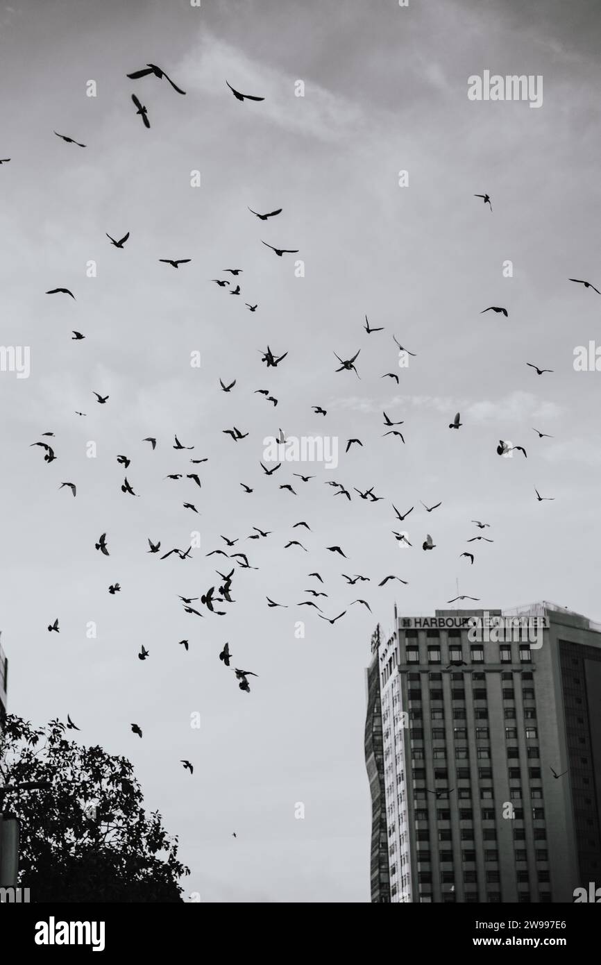 A vertical grayscale shot of a flock of birds in District 1 Ho Chi Minh ...