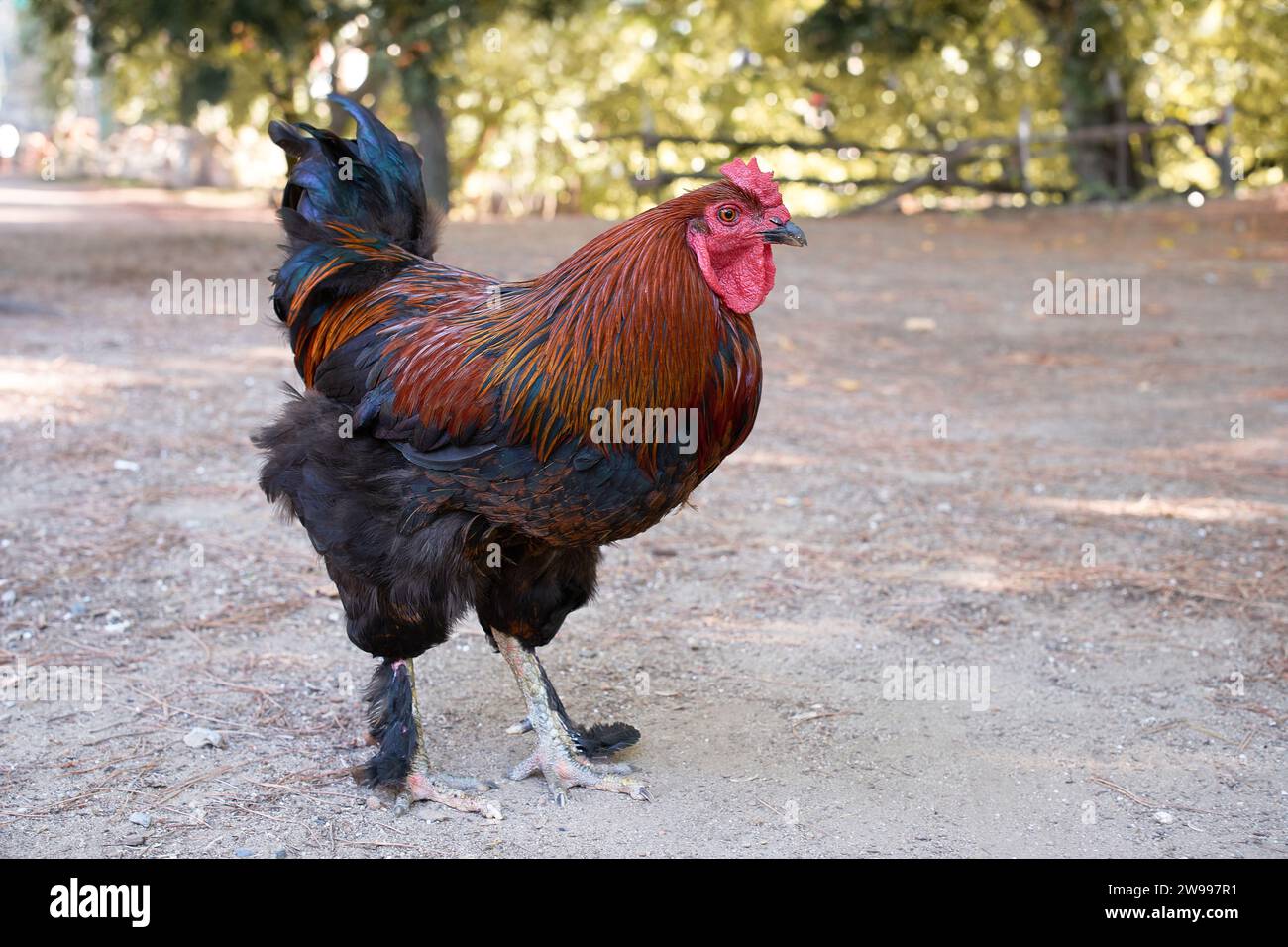 Chicken feeding uk hi-res stock photography and images - Alamy