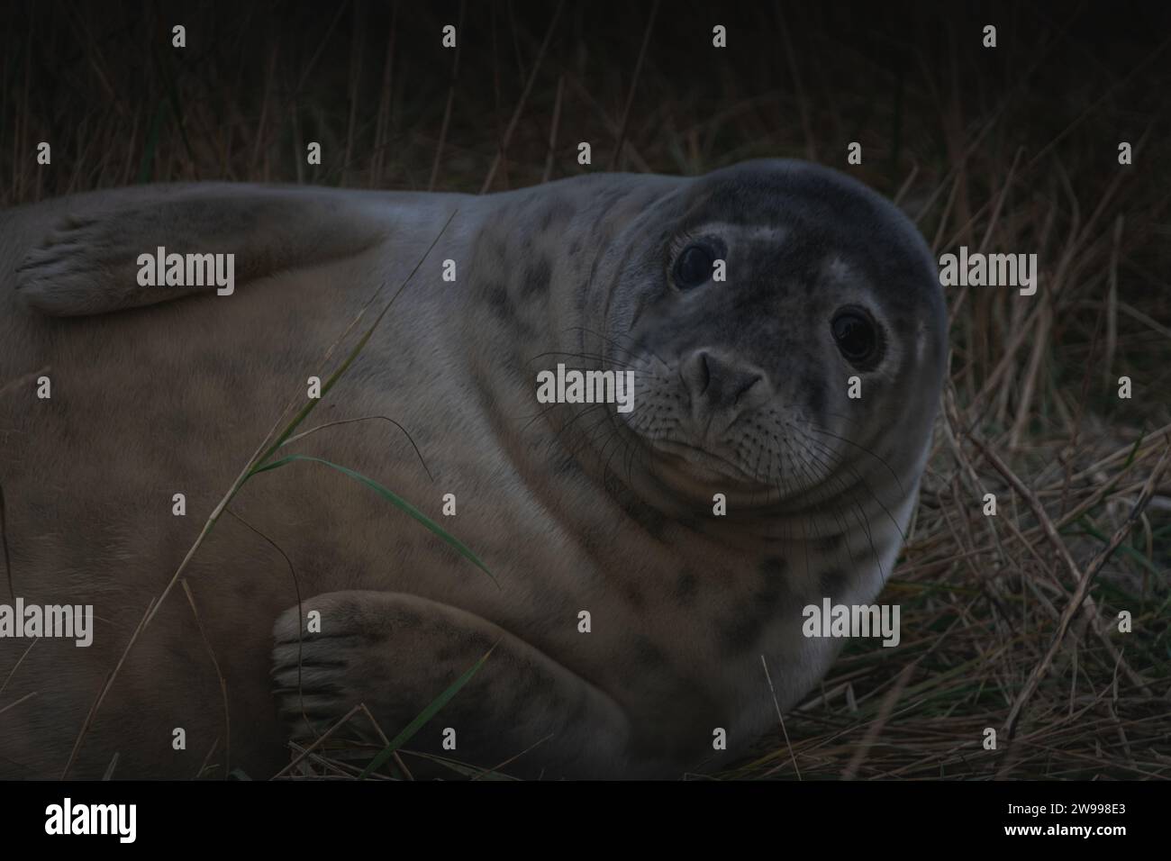 Young seal watching in camera Stock Photo - Alamy