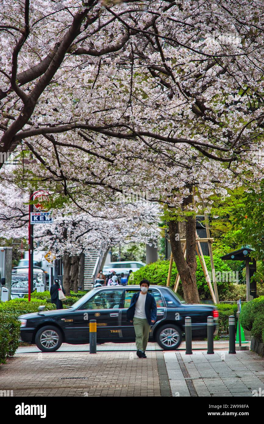 Photo taken during the sakura season in Tokyo, Japan. The cherry ...