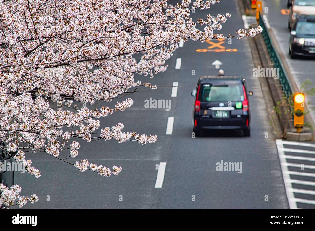 Photo of a road with a taxi in the background and a Sakura (cherry ...