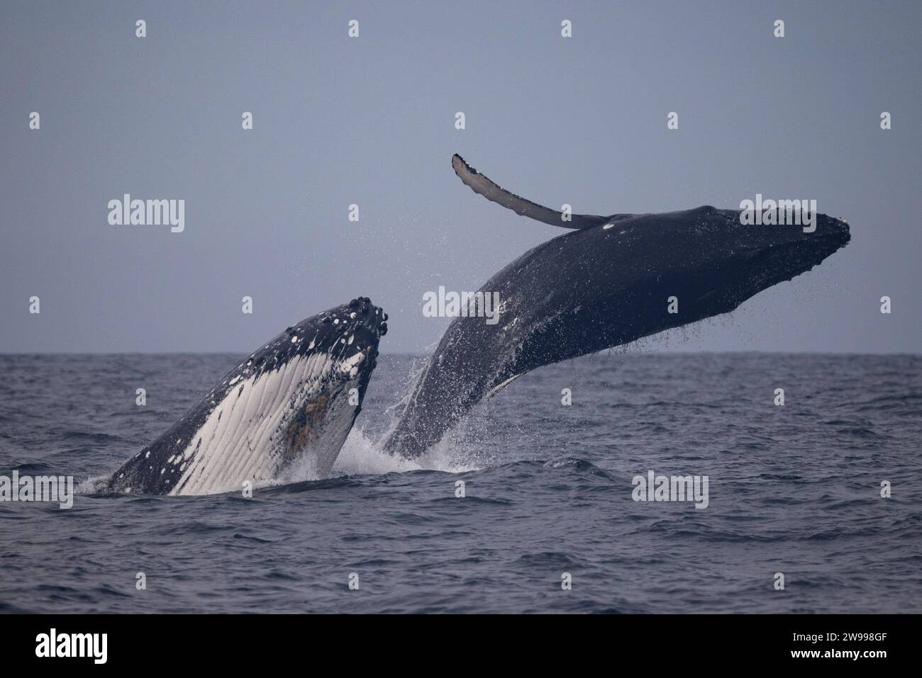 Double breach of a humpback whale calf (full breach) whilst the mother ...