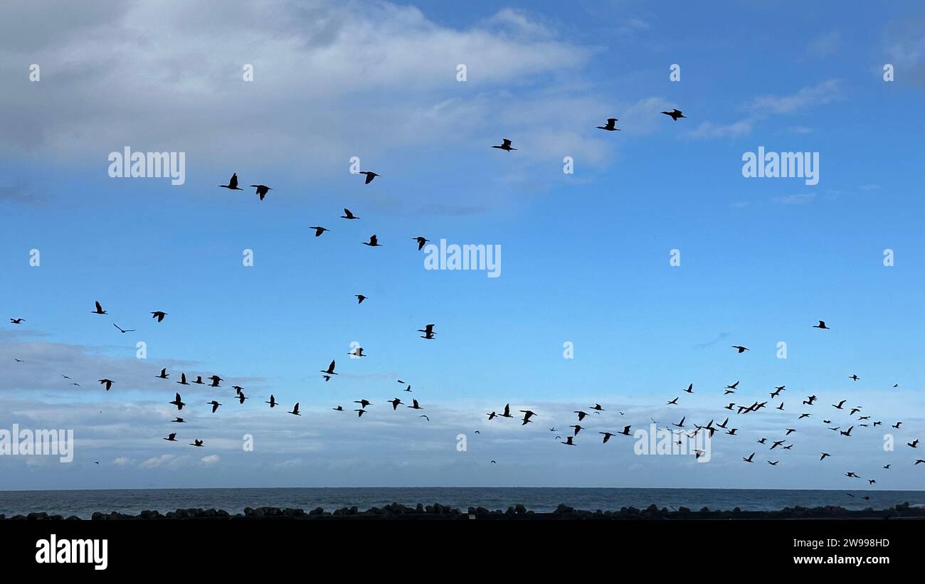 A peaceful landscape featuring a flock of birds in flight while lush ...