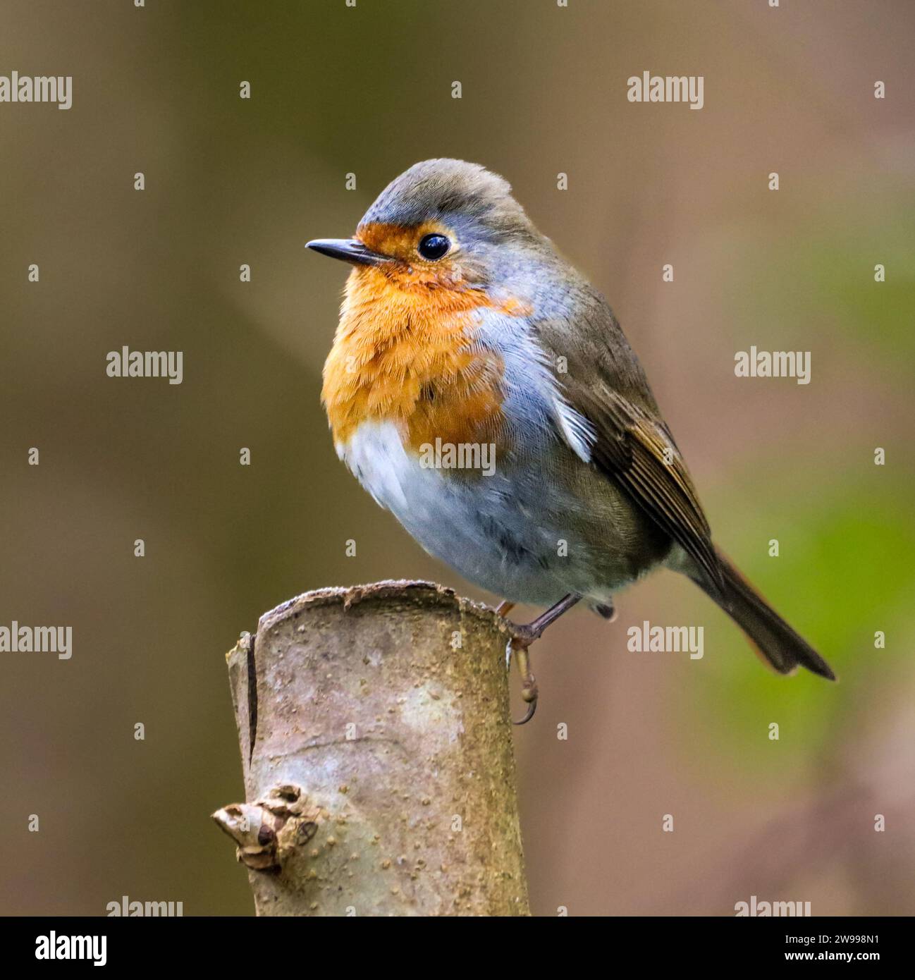 A vibrant robin perched on a tree branch, its wings spread out in a ...