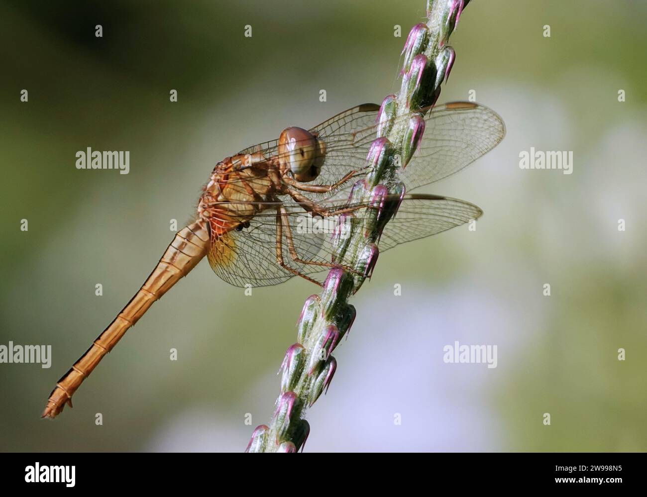 A dragonfly perched atop a slender stem, its wings and body illuminated ...