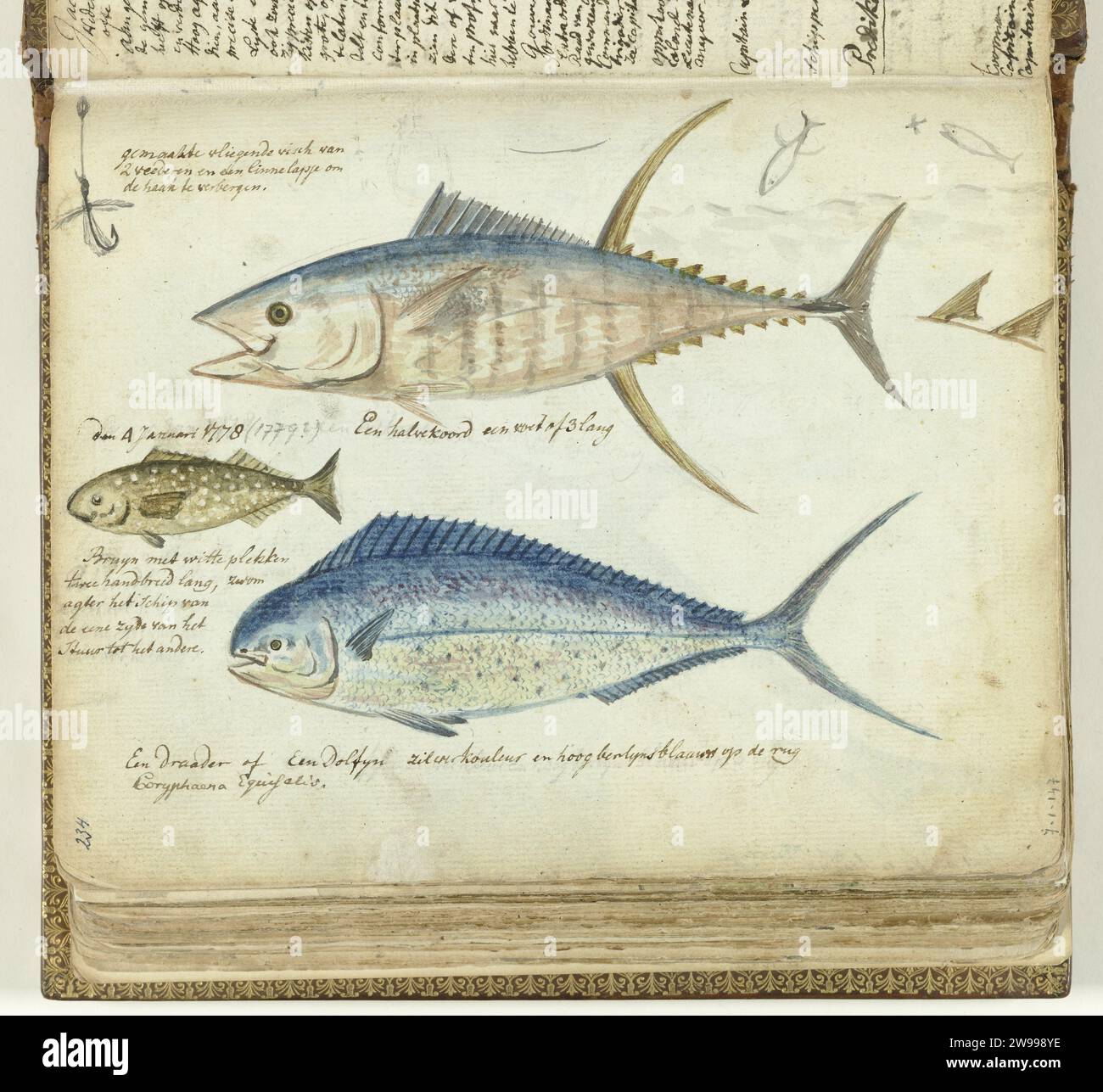 Zeevissen, Jan Brandes, 1778 - 1779 drawing Color drawing of three fish ...