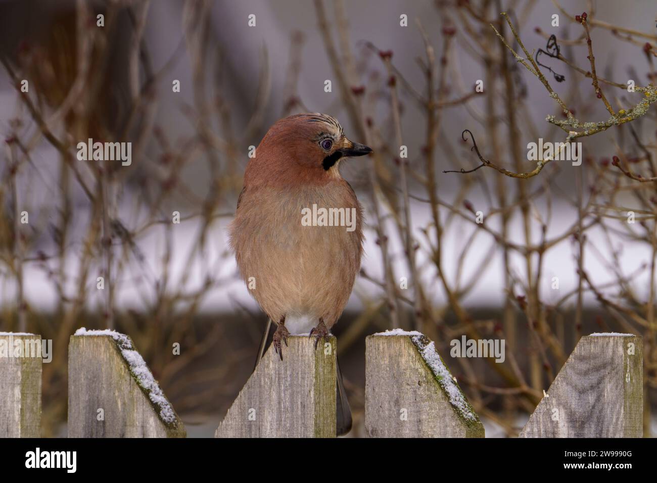 Eurasian jay feathers hi-res stock photography and images - Alamy