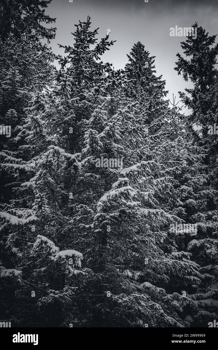 Foreground two tall trees hi-res stock photography and images - Alamy