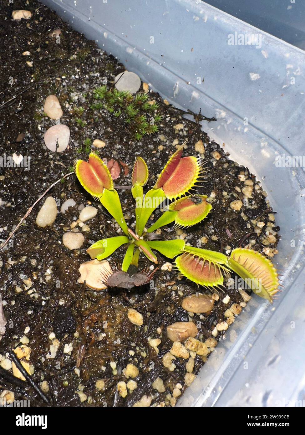 Carnivorous plant teeth hi-res stock photography and images - Alamy