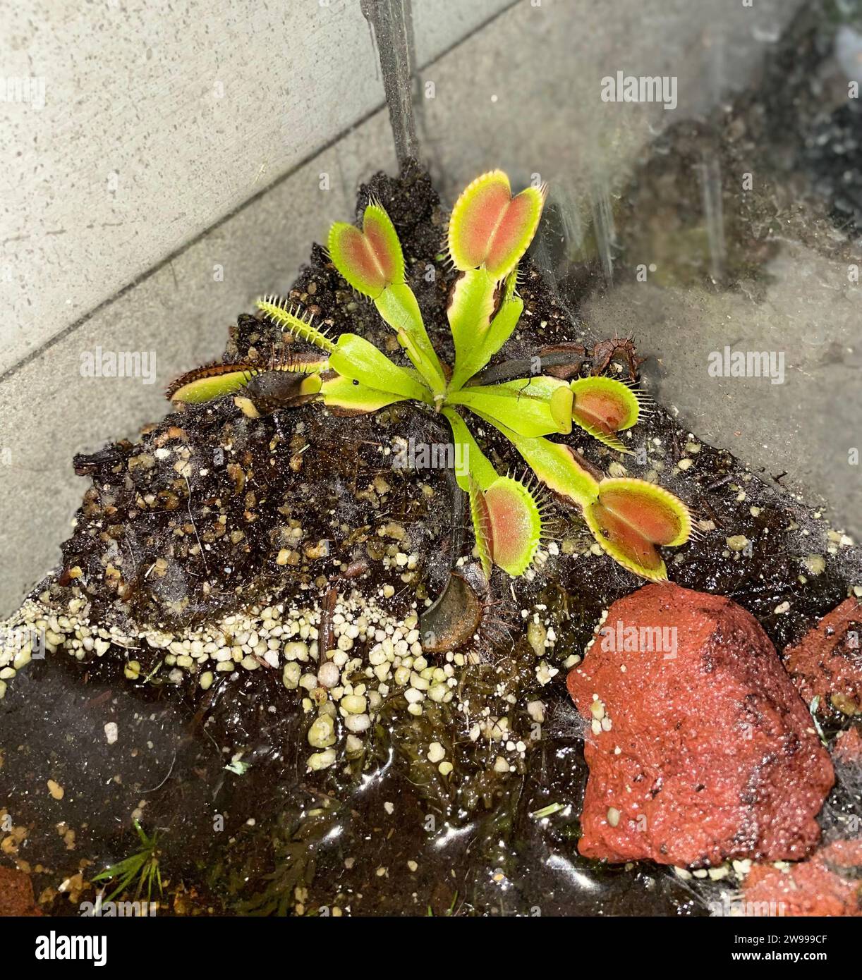 Carnivorous plant teeth hi-res stock photography and images - Alamy