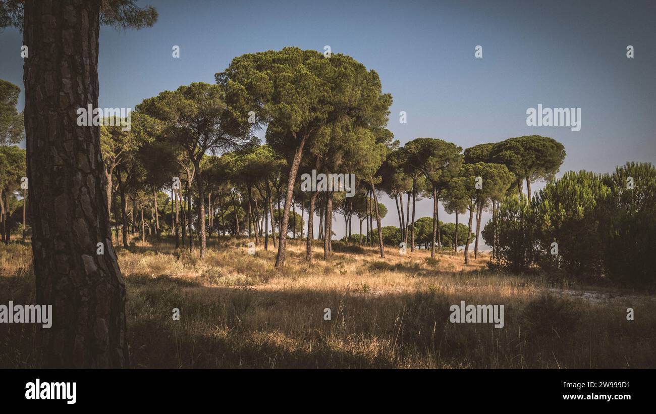 A pine forest in the Donana National Park, Almonte, Huelva, Andalusia ...
