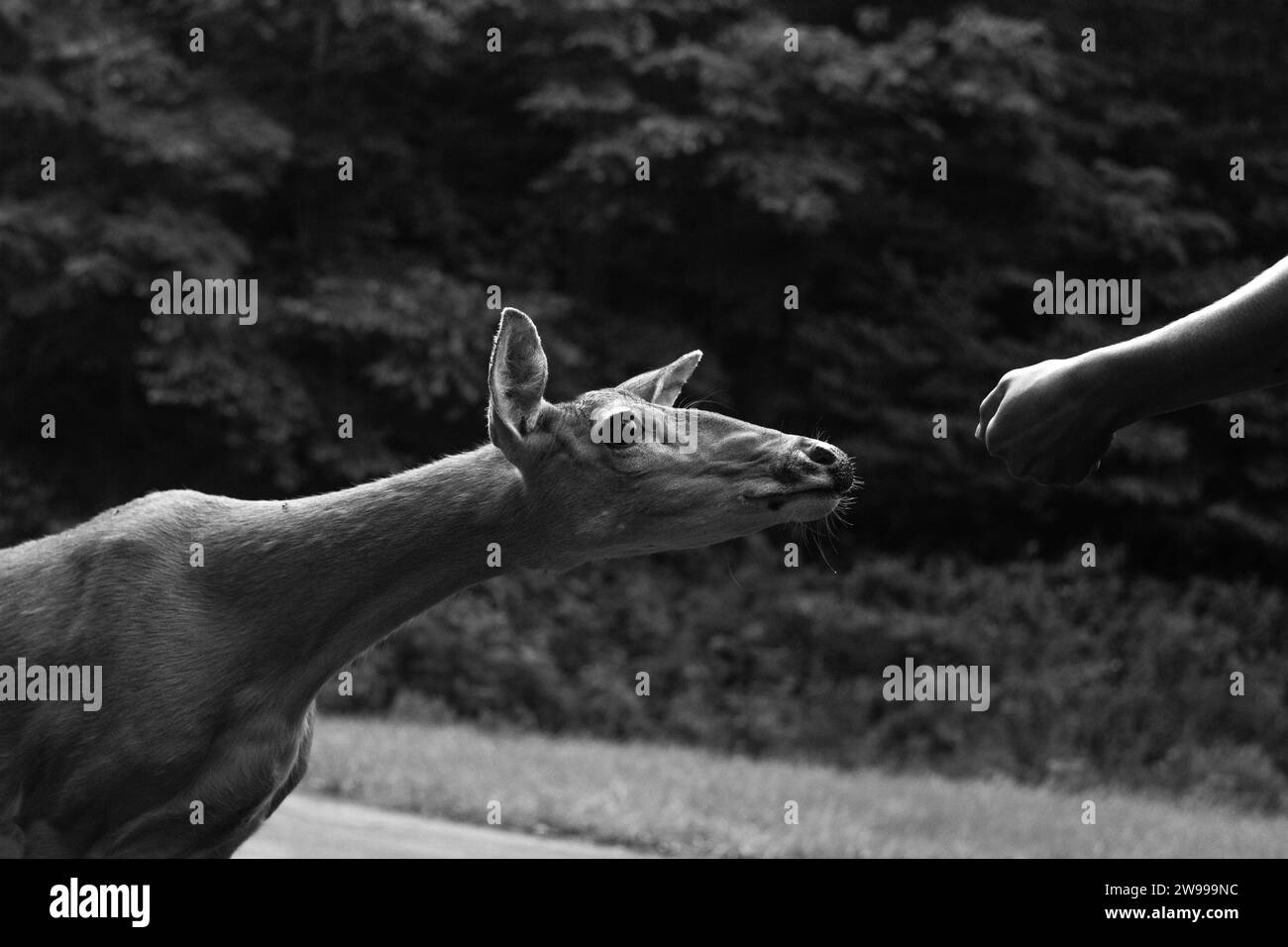 Human Hand Feeding A Deer Stock Photo - Alamy