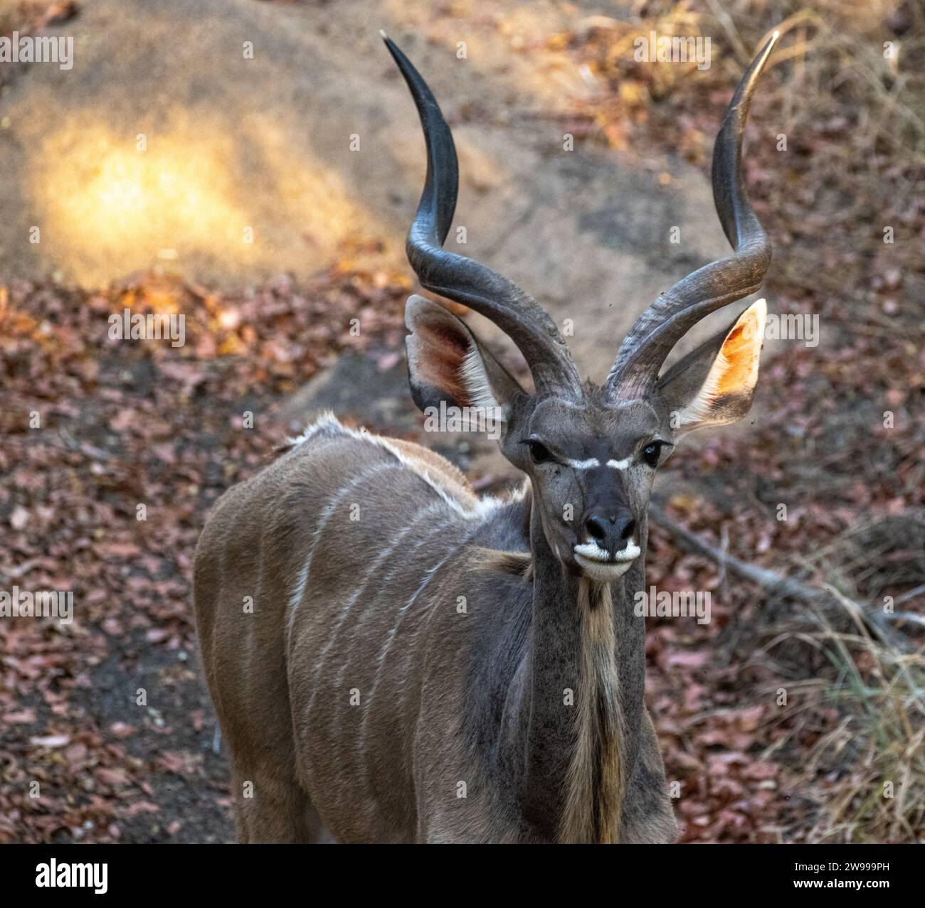A majestic antelope stands atop a lush green forest, its strong and ...