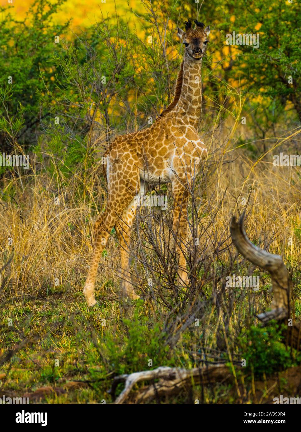 A young giraffe standing in a lush grassy field, with tall trees in the ...