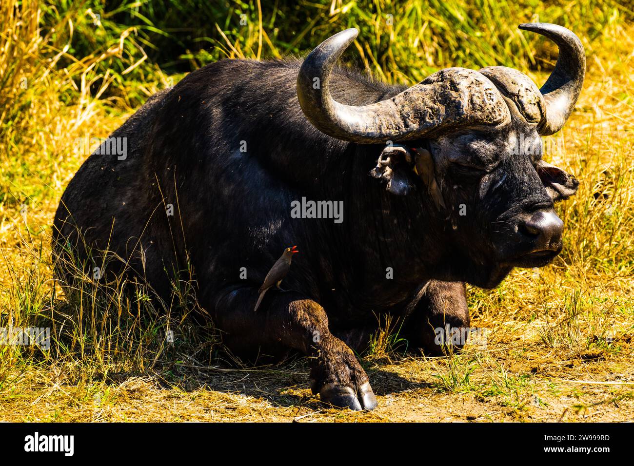 A Cape Buffalo lying on its side in a grassy field, its horns ...