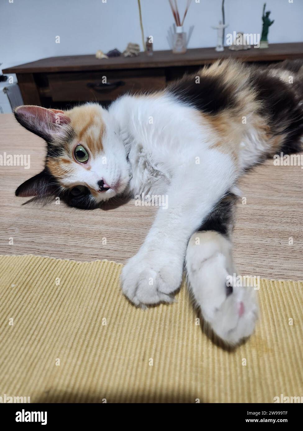 A domestic cat lies comfortably on a bed, with its hind legs extended ...