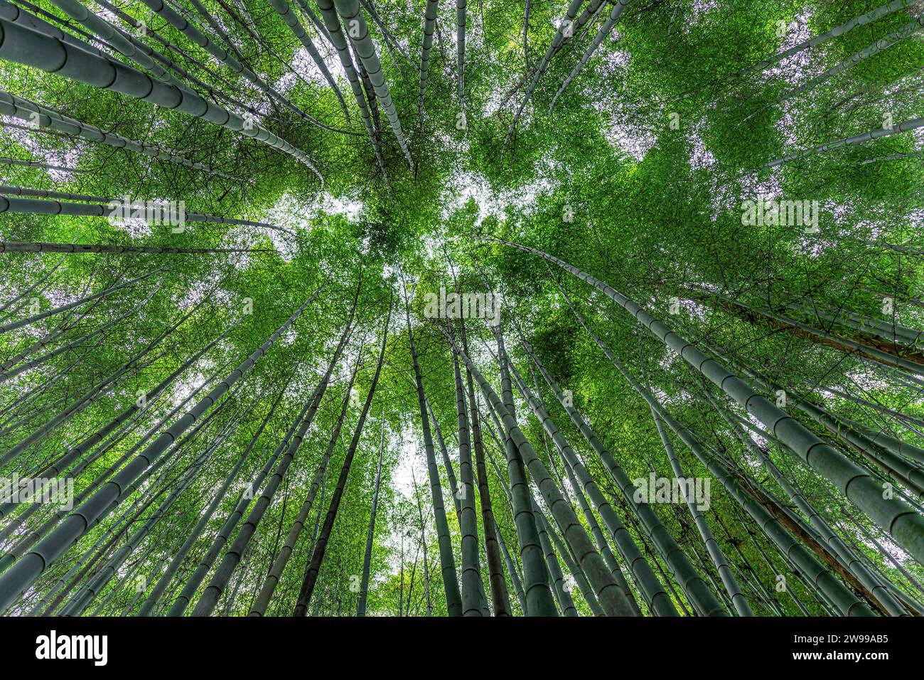 Low shot dense bamboo hi-res stock photography and images - Alamy