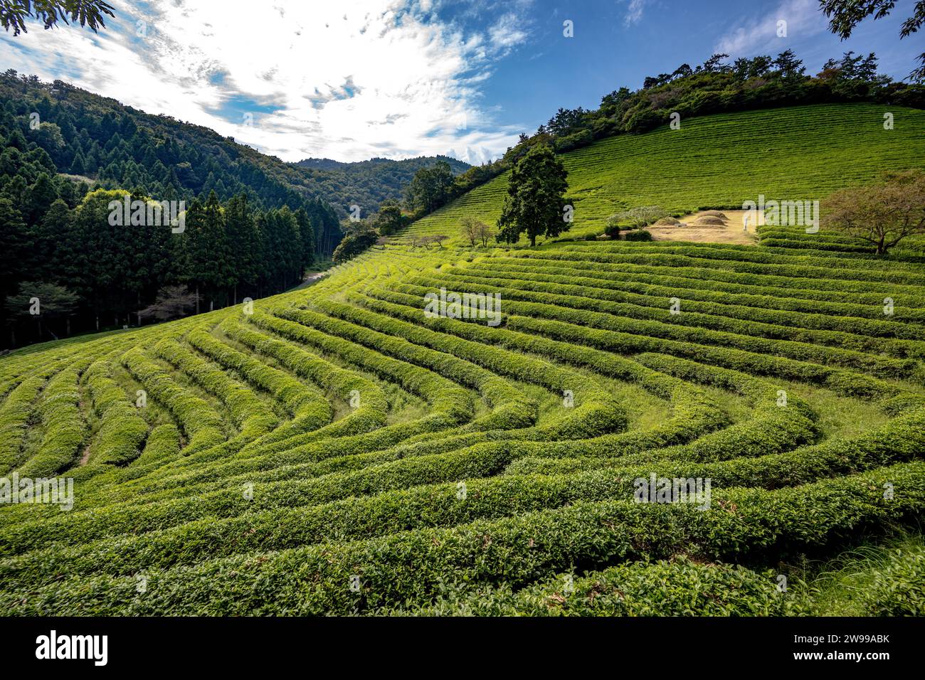 Tea plantation top view hi-res stock photography and images - Alamy