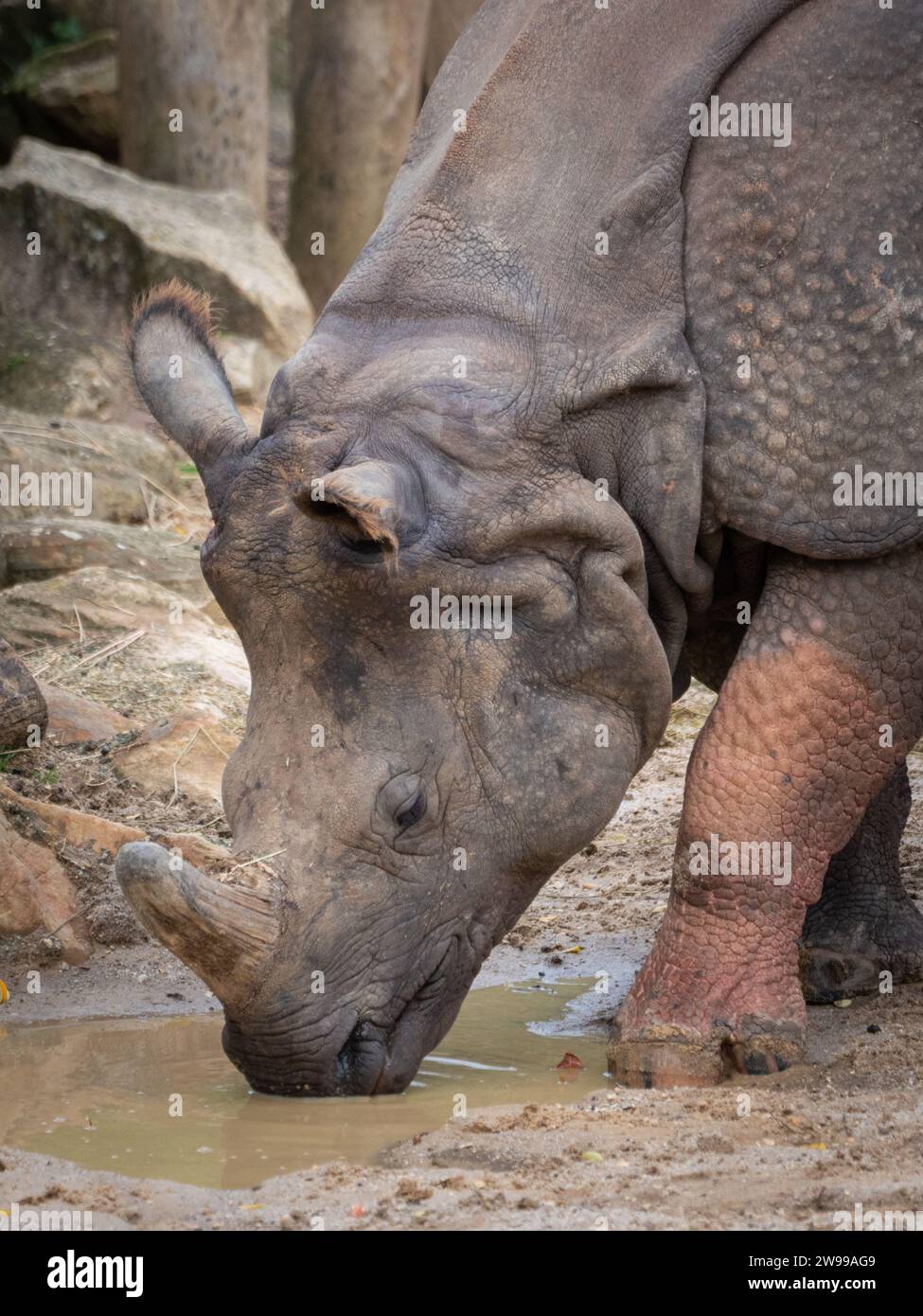A rhinoceros taking a drink of water from a shallow pond inside its ...