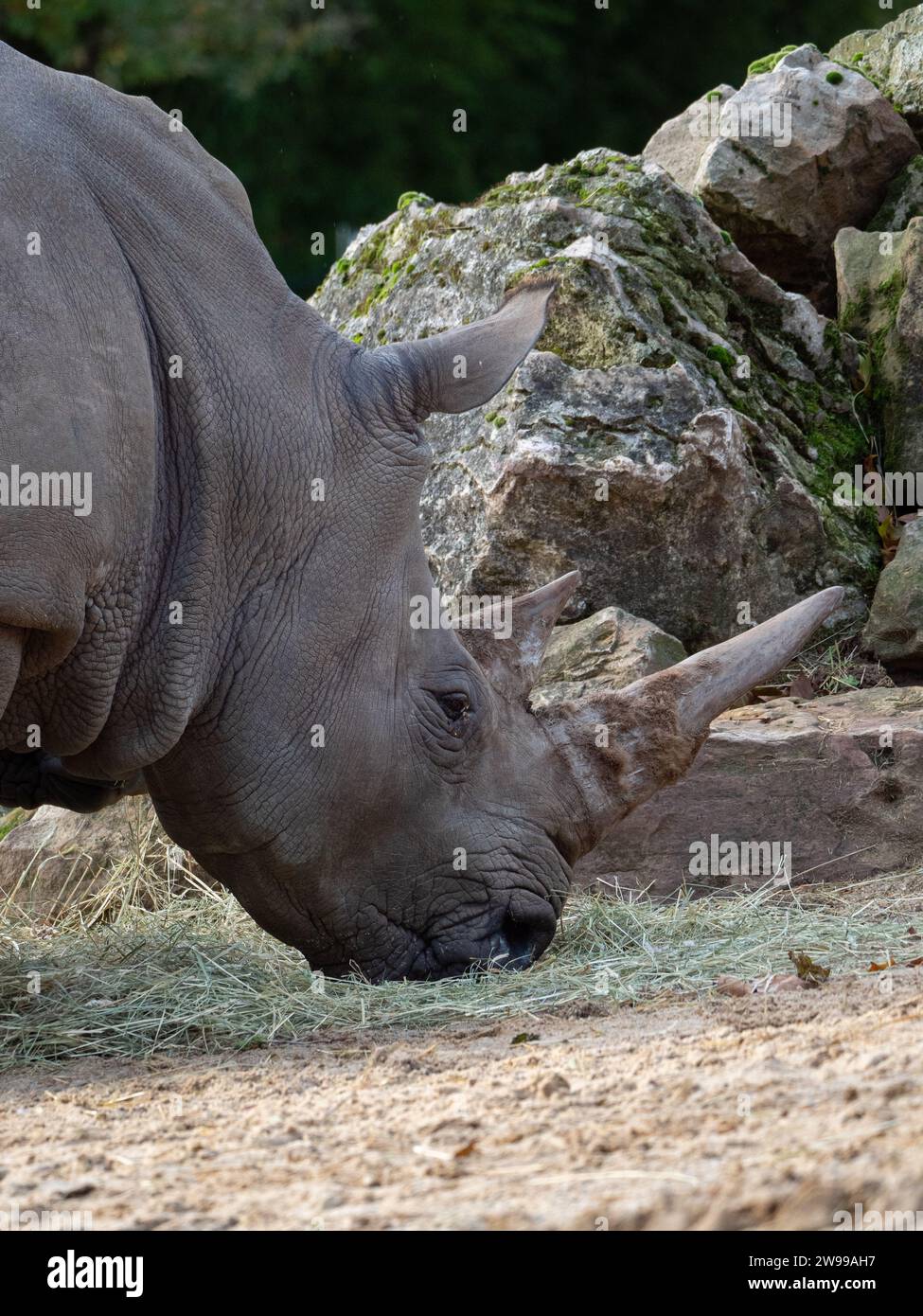 A white rhinoceros stands in a spacious grassy enclosure at a zoo ...