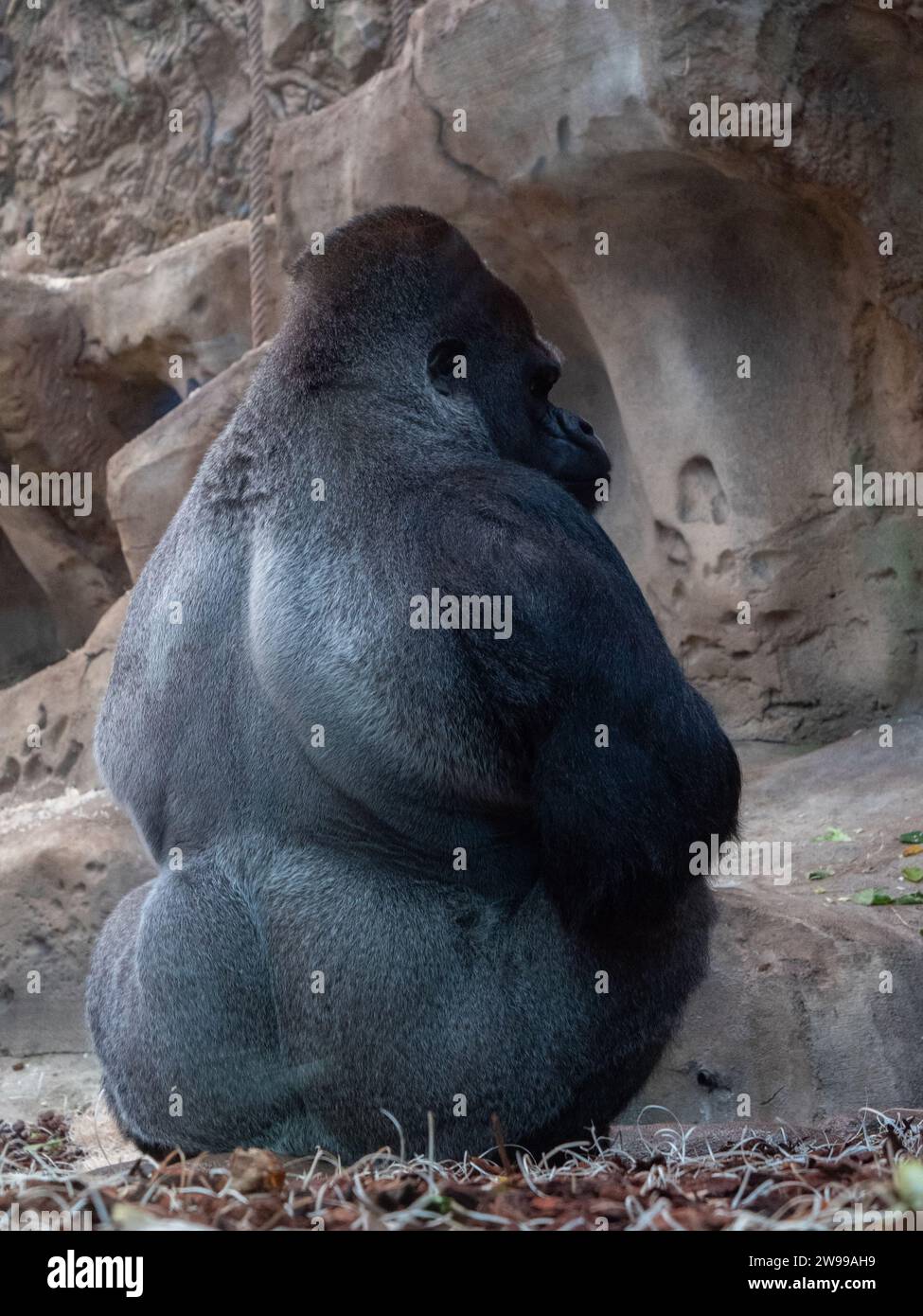 A close-up shot of an adult Silverback gorilla in its natural habitat ...