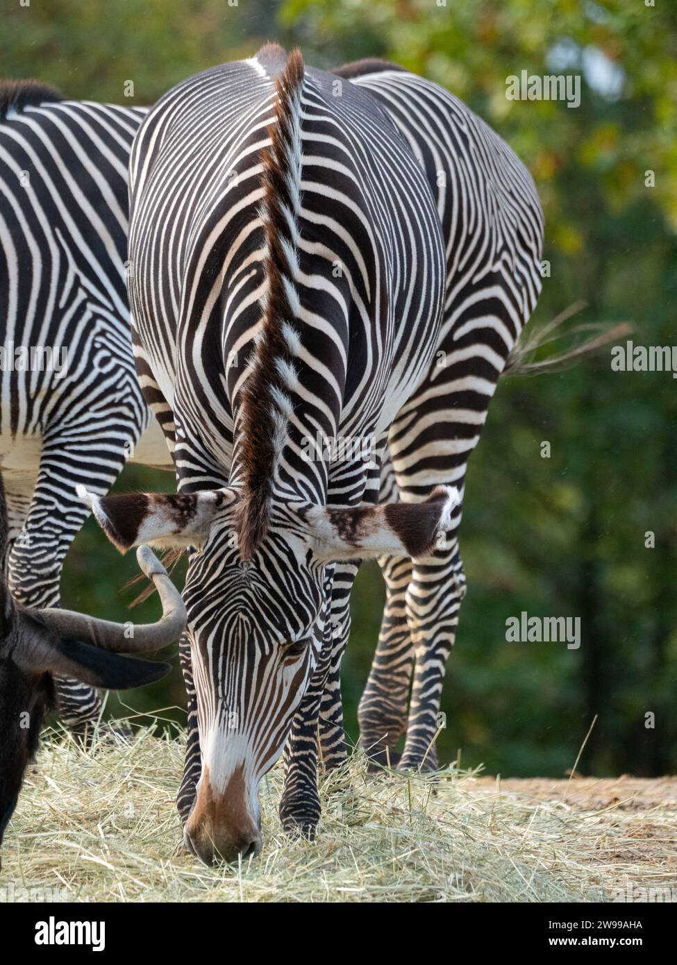 The zebras grazing together in their habitat at a wildlife zoo Stock ...