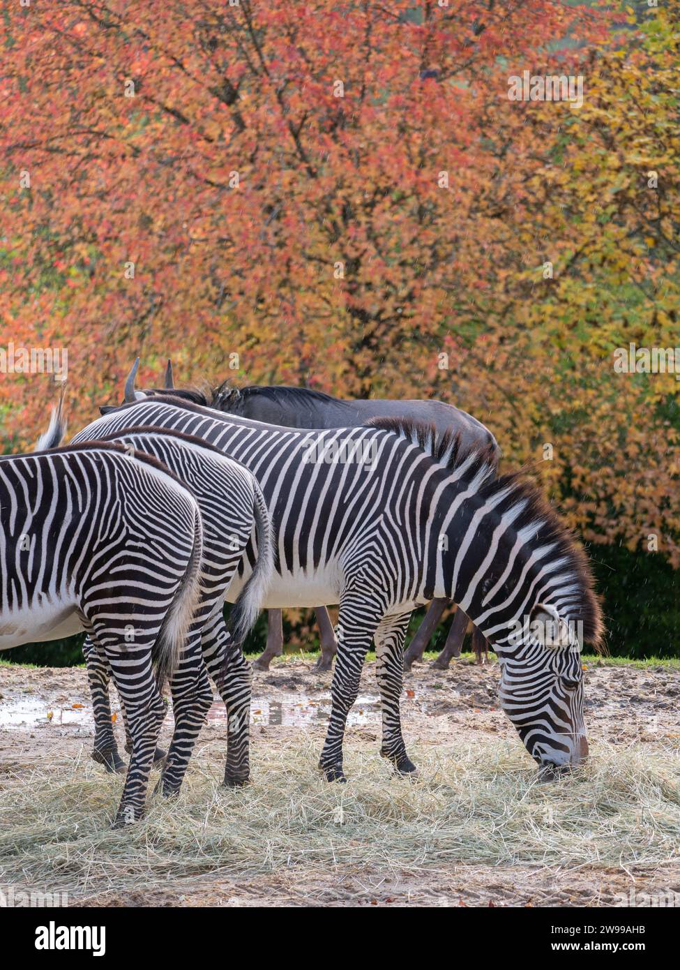 The zebras grazing together in their habitat at a wildlife zoo Stock ...