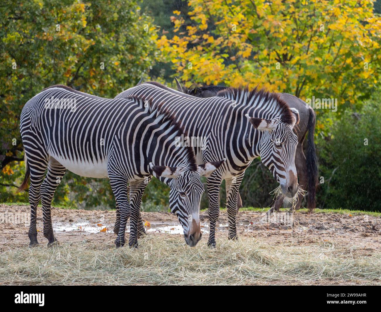 The zebras grazing together in their habitat at a wildlife zoo Stock ...