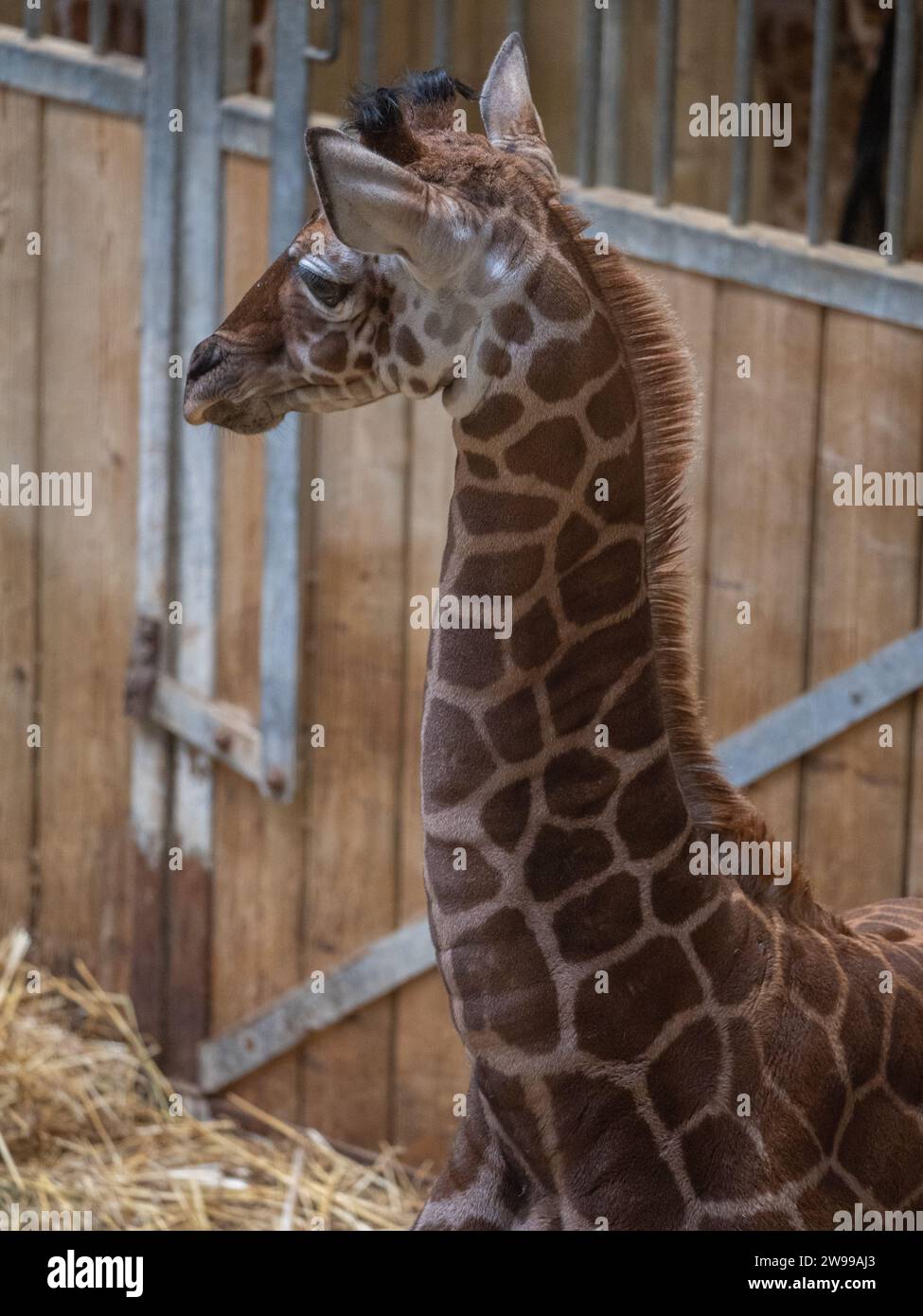 A close-up of a beautiful giraffe standing at a zoo Stock Photo - Alamy